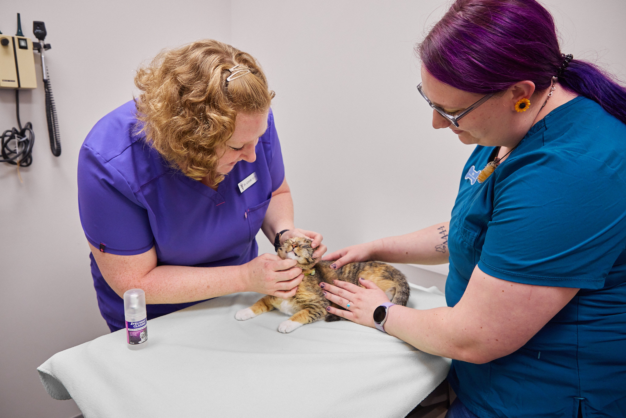 OUR HOSPITAL | All Paws Animal Hospital